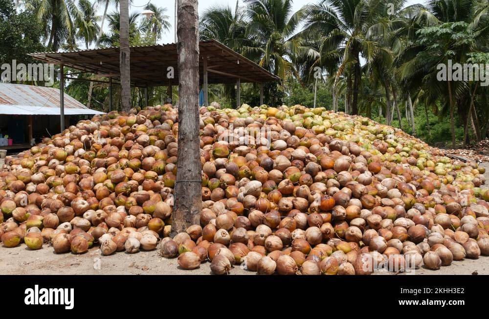 Coconut farm with nuts ready for oil and pulp production. Large piles ...