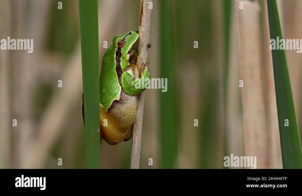 Basking frog Stock Videos & Footage - HD and 4K Video Clips - Alamy