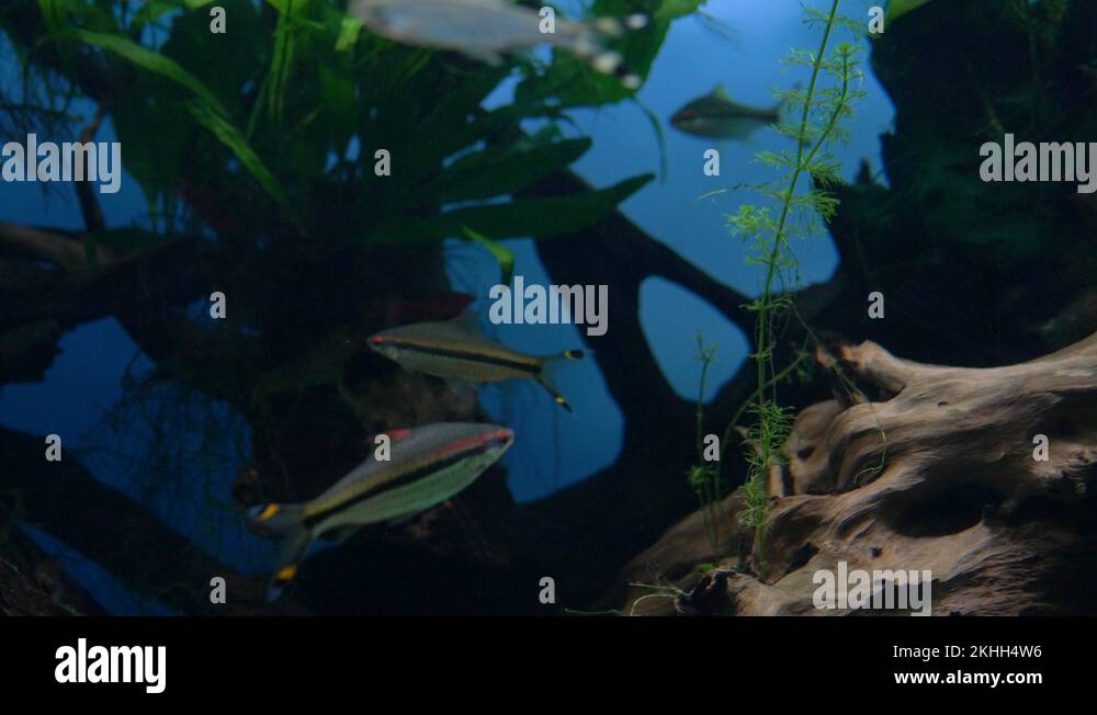 Orange fish with black spots Stock Videos & Footage - HD and 4K Video ...