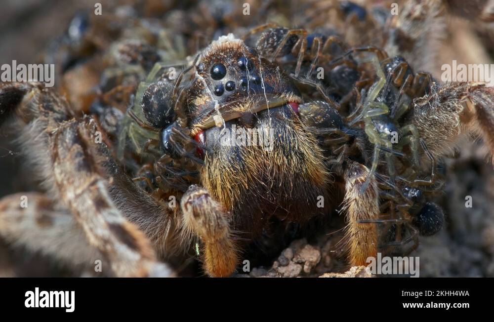 Lycosa tarantula wolf spider Stock Videos & Footage - HD and 4K Video ...