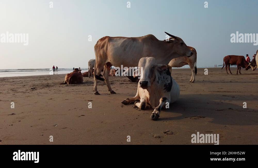 Cows on the beach in India, cows resting on a beach in Goa. Holy Indian ...