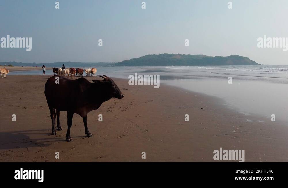 Cows on the beach in India, cows resting on a beach in Goa. Holy Indian ...