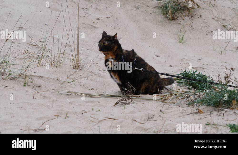 Dune cat Stock Videos & Footage - HD and 4K Video Clips - Alamy