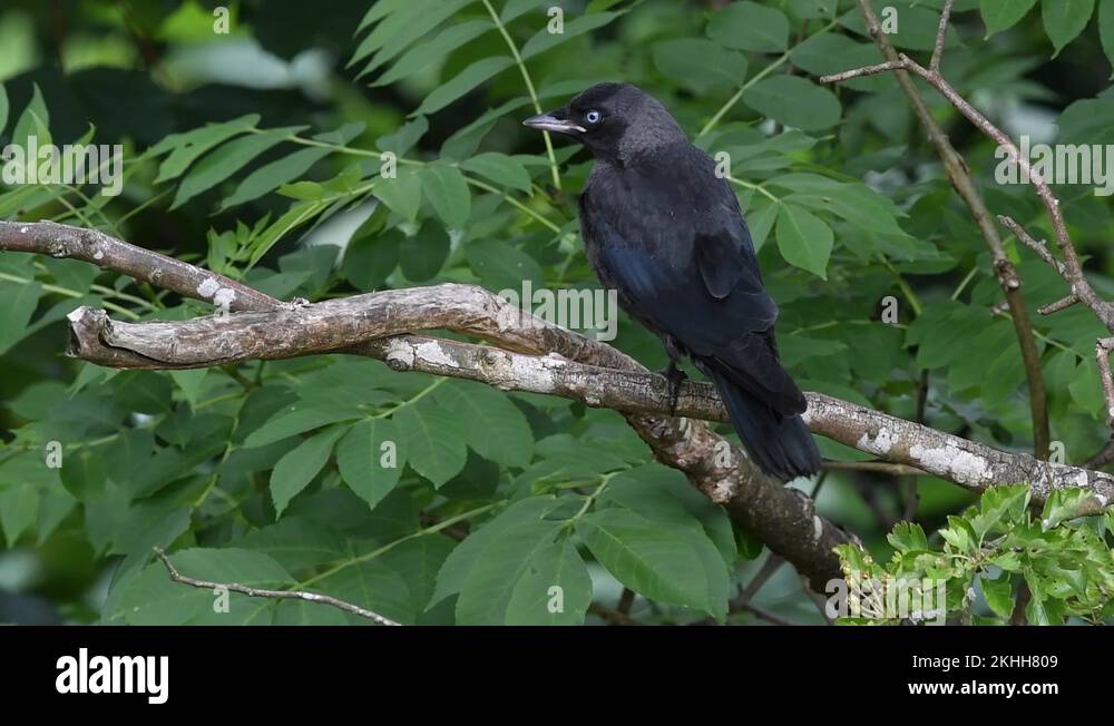 Tree species identification Stock Videos & Footage - HD and 4K Video ...
