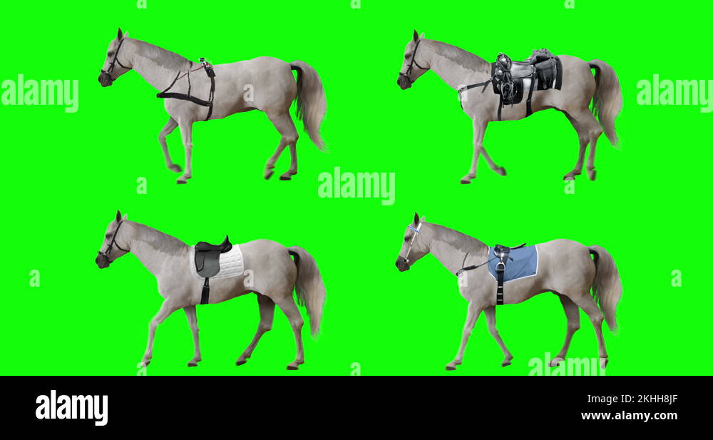 Horse drawn coach gallop Stock Videos & Footage - HD and 4K Video Clips ...