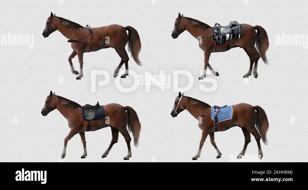 Horse Red Harnessed Saddled Trotting. Animal isolated and includes ...