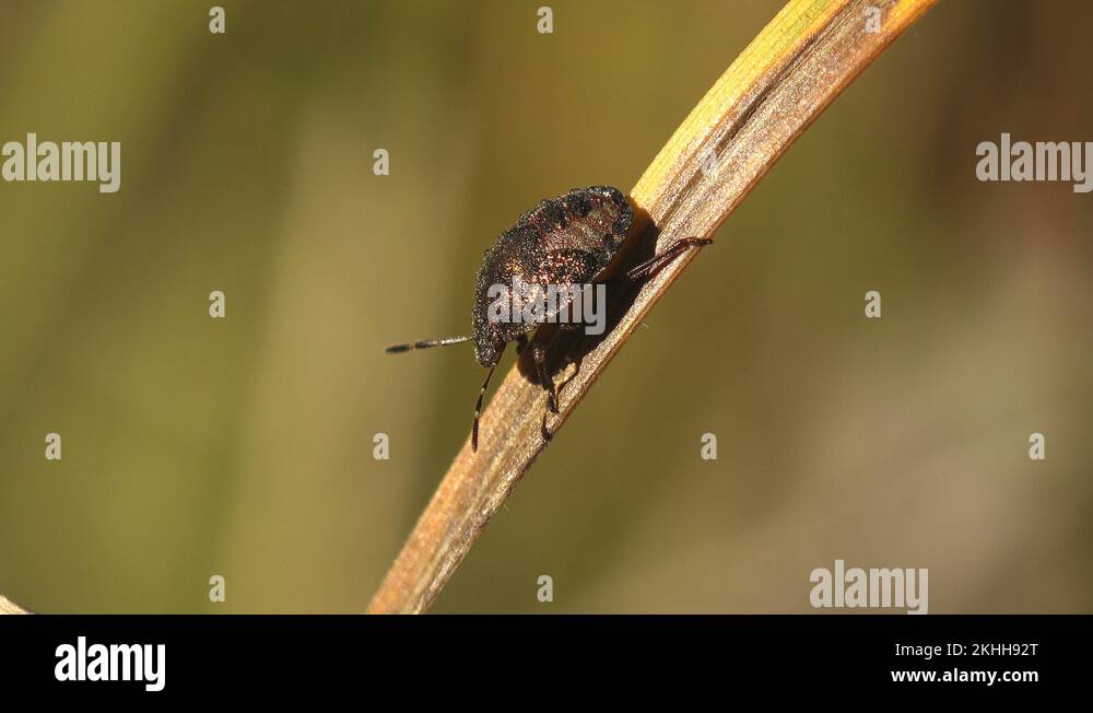 Pentatomidae nymph Stock Videos & Footage - HD and 4K Video Clips - Alamy