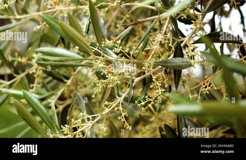 Flora of greece Stock Videos & Footage - HD and 4K Video Clips - Alamy