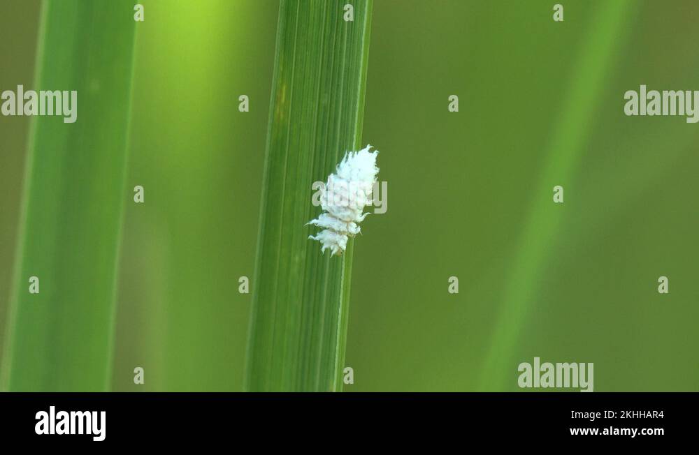 White scale insects Stock Videos & Footage - HD and 4K Video Clips - Alamy