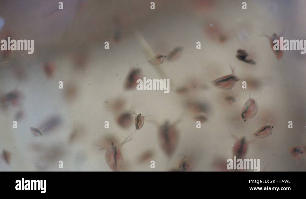 Daphnia magna is small planktonic crustacean and other small ...