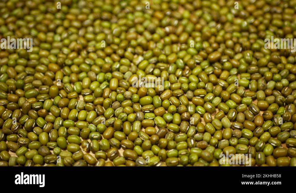 Green mung beans or gram legume, maash moong plant, pulses for healthy ...