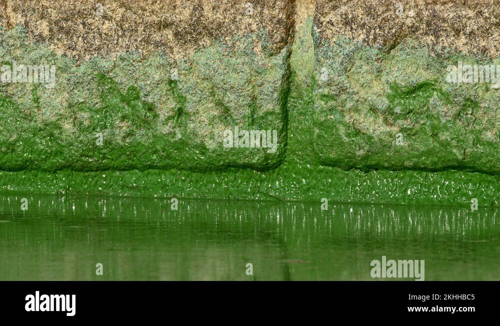 Cyanobacteria blue green algae in water Stock Video Footage - Alamy