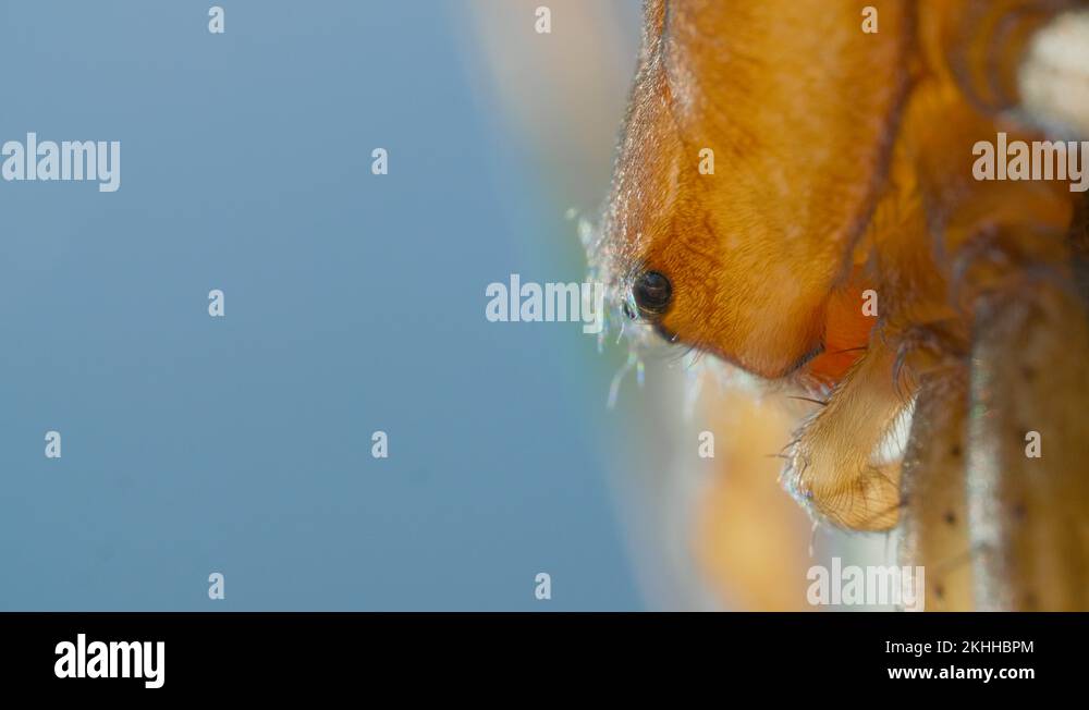 Diving bell spider - Argyroneta aquatica near water surface Stock Video ...