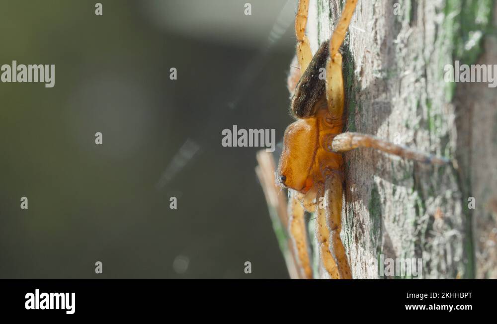 Diving bell spider - Argyroneta aquatica near water surface Stock Video ...