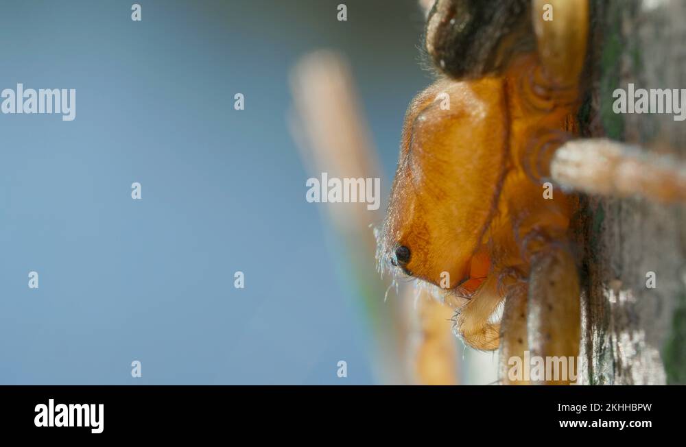 European water spider argyroneta aquatica Stock Videos & Footage - HD ...