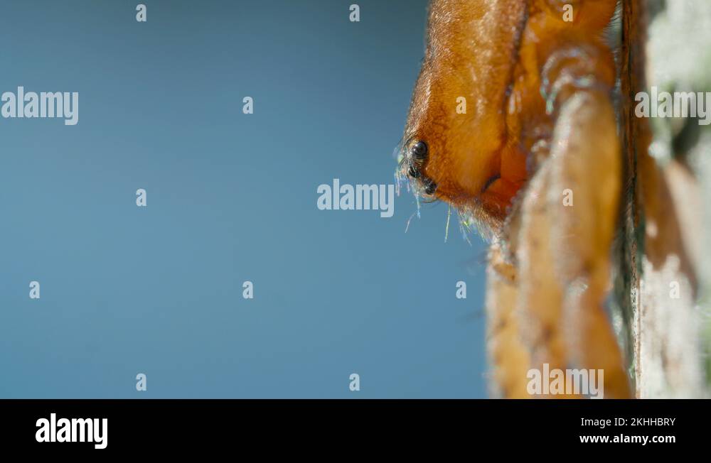Diving bell spider - Argyroneta aquatica near water surface Stock Video ...