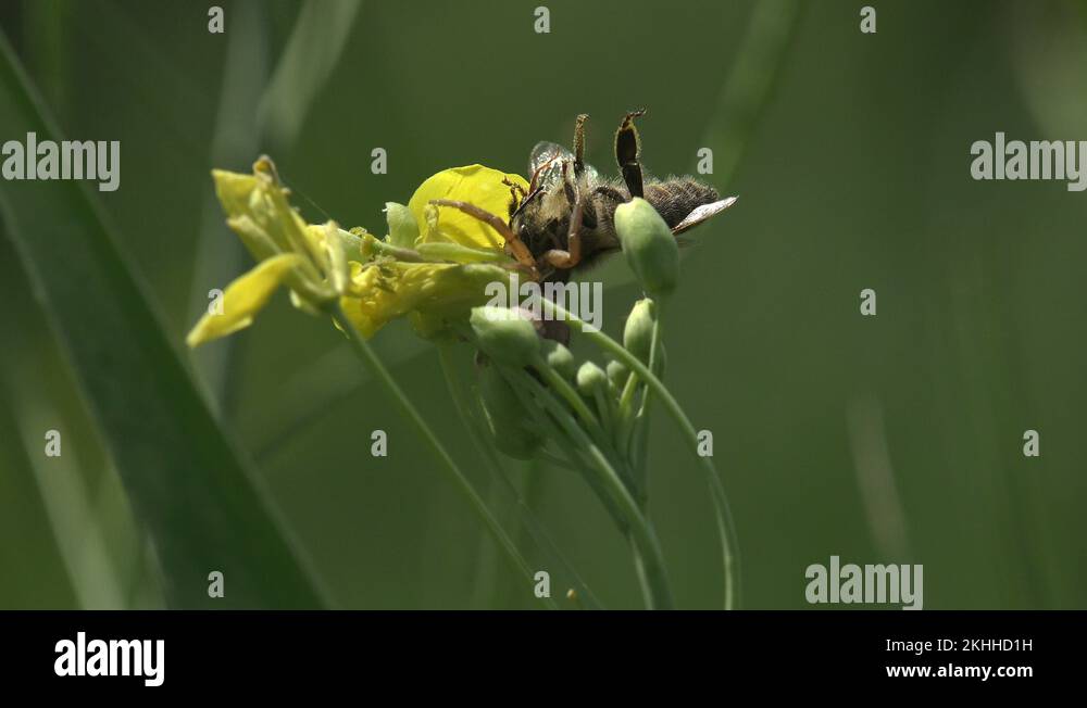 Spider juice Stock Videos & Footage - HD and 4K Video Clips - Alamy