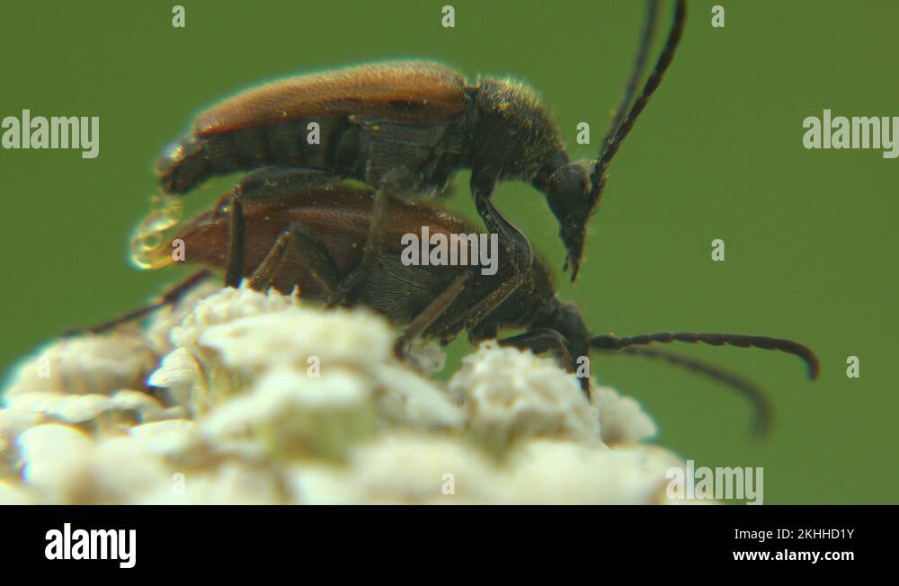 Courtship rituals of insects and Mating. Sparedrus of false blister ...