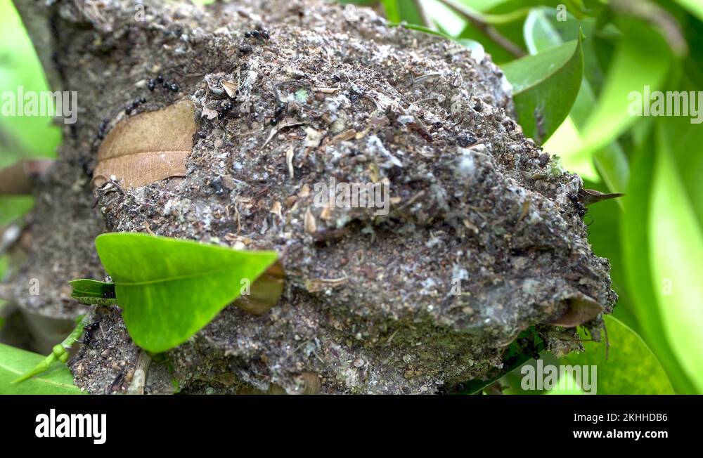 Arboreal ants Stock Videos & Footage - HD and 4K Video Clips - Alamy