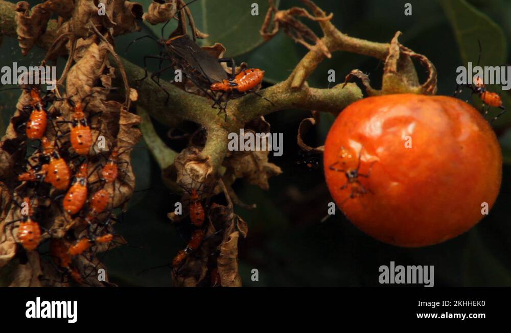 Tomato pests Stock Videos & Footage - HD and 4K Video Clips - Alamy