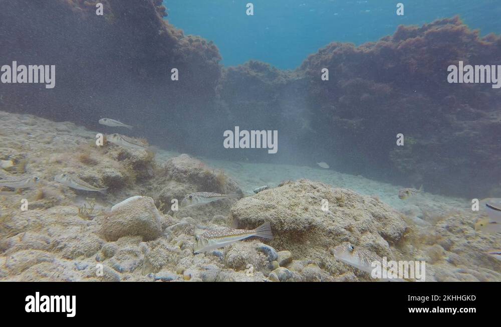 Rocky seabed and fish swimming in muddy sea water after a slight storm ...