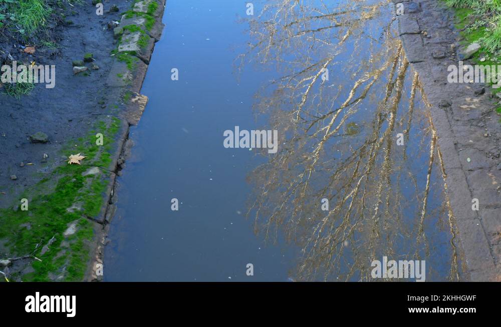 Stream insects Stock Videos & Footage - HD and 4K Video Clips - Alamy