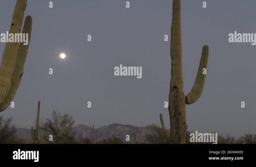 Saguaro and moon Stock Videos & Footage - HD and 4K Video Clips - Alamy