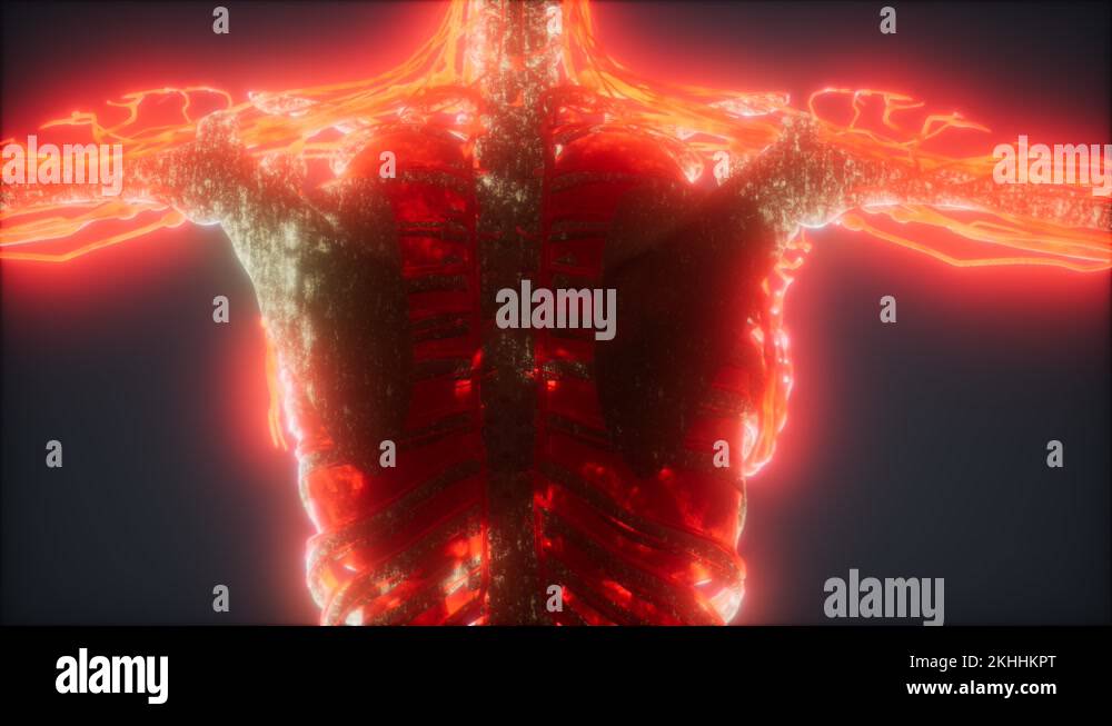 Colorful Human Body animation showing bones and organs Stock Video ...
