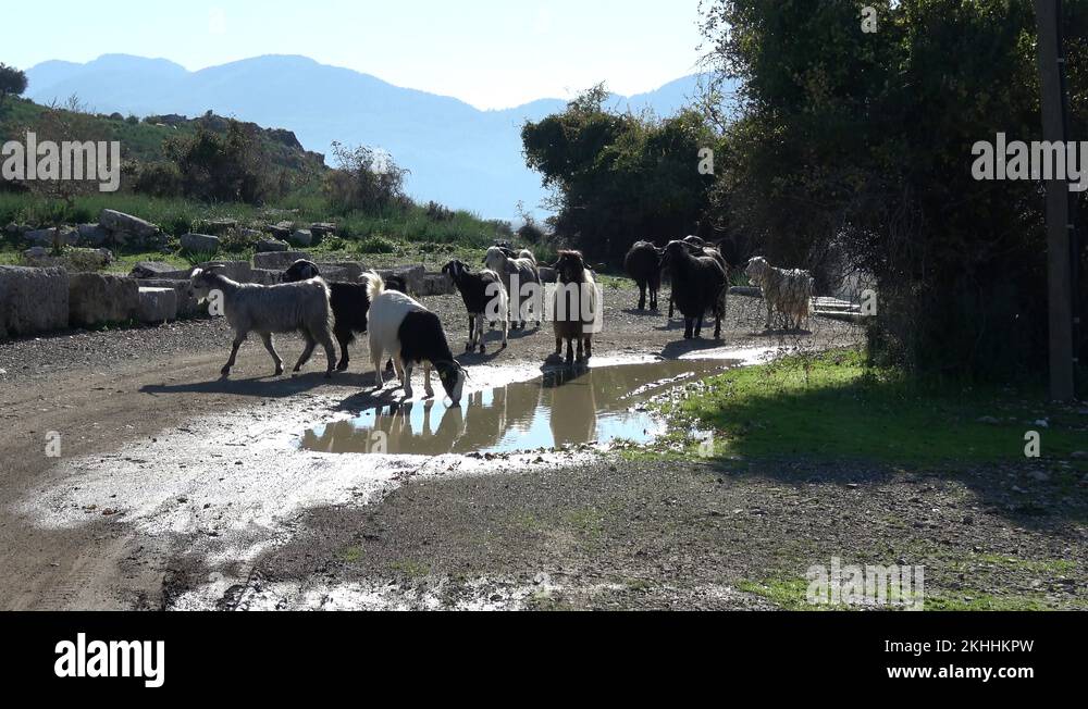 Goat herd rain Stock Videos & Footage - HD and 4K Video Clips - Alamy
