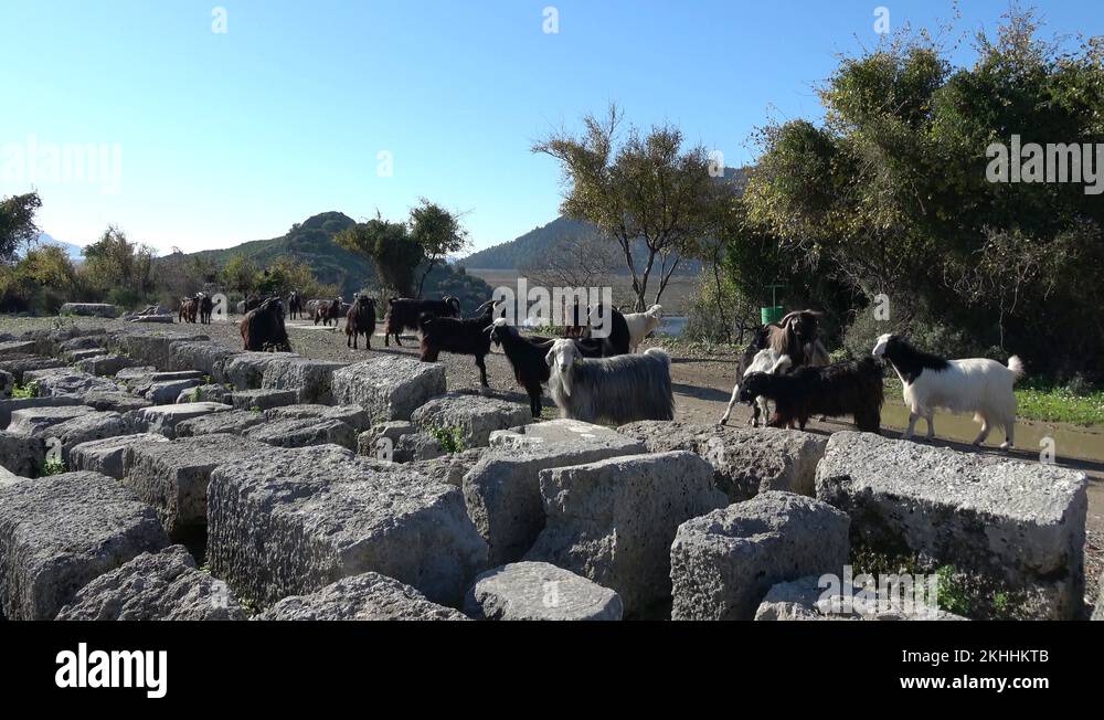 Ancient goat Stock Videos & Footage - HD and 4K Video Clips - Alamy