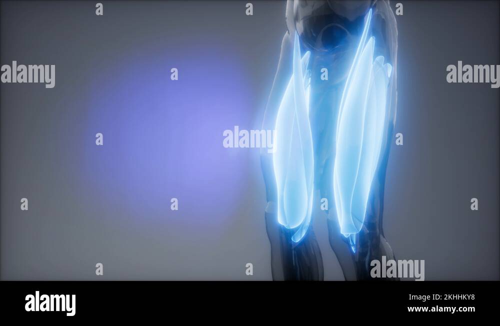thigh muscles - Visible muscle anatomy map Stock Video Footage - Alamy