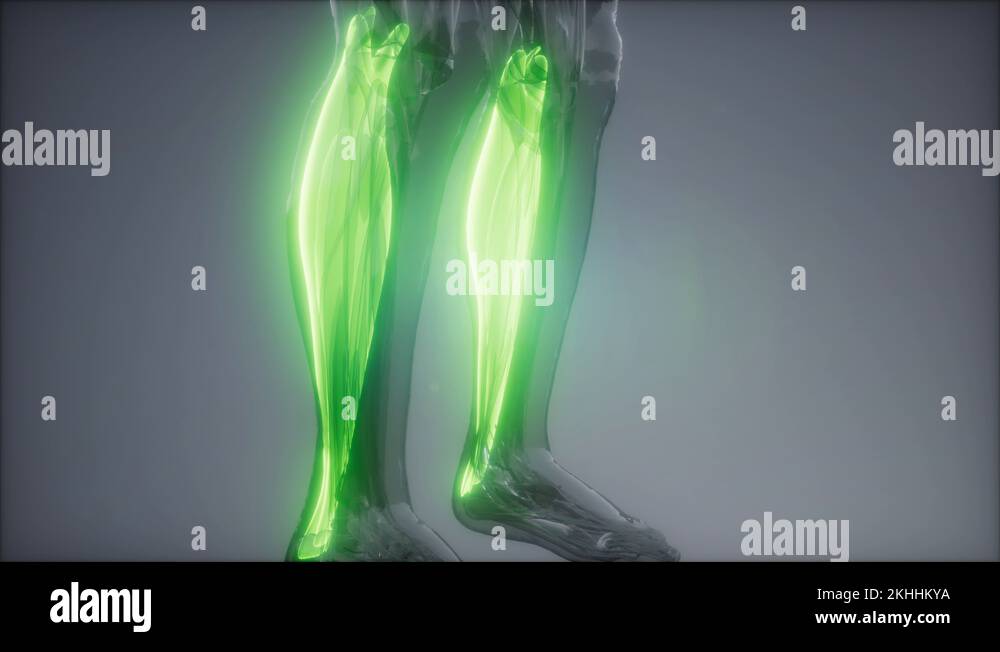 gastrocnemius- Visible muscle anatomy map Stock Video Footage - Alamy