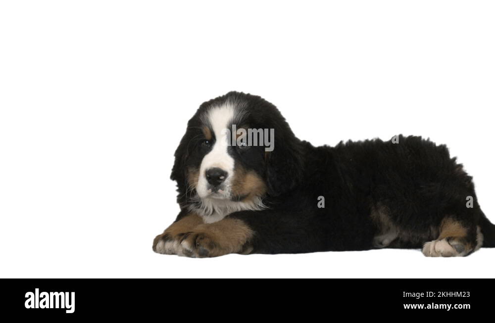 Berner puppy Stock Videos & Footage - HD and 4K Video Clips - Alamy