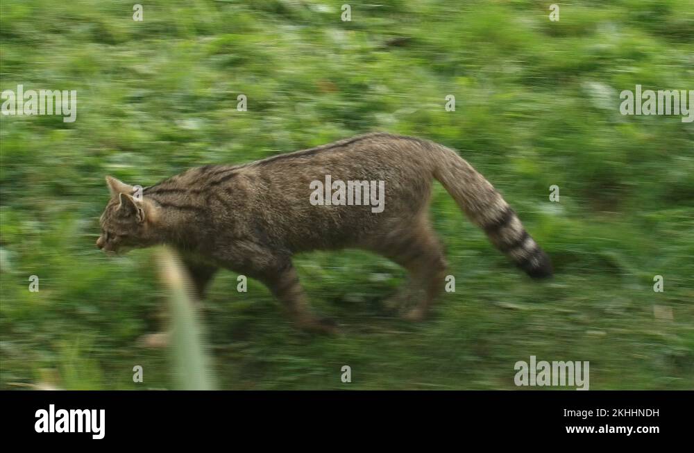 European wildcat Stock Videos & Footage - HD and 4K Video Clips - Alamy