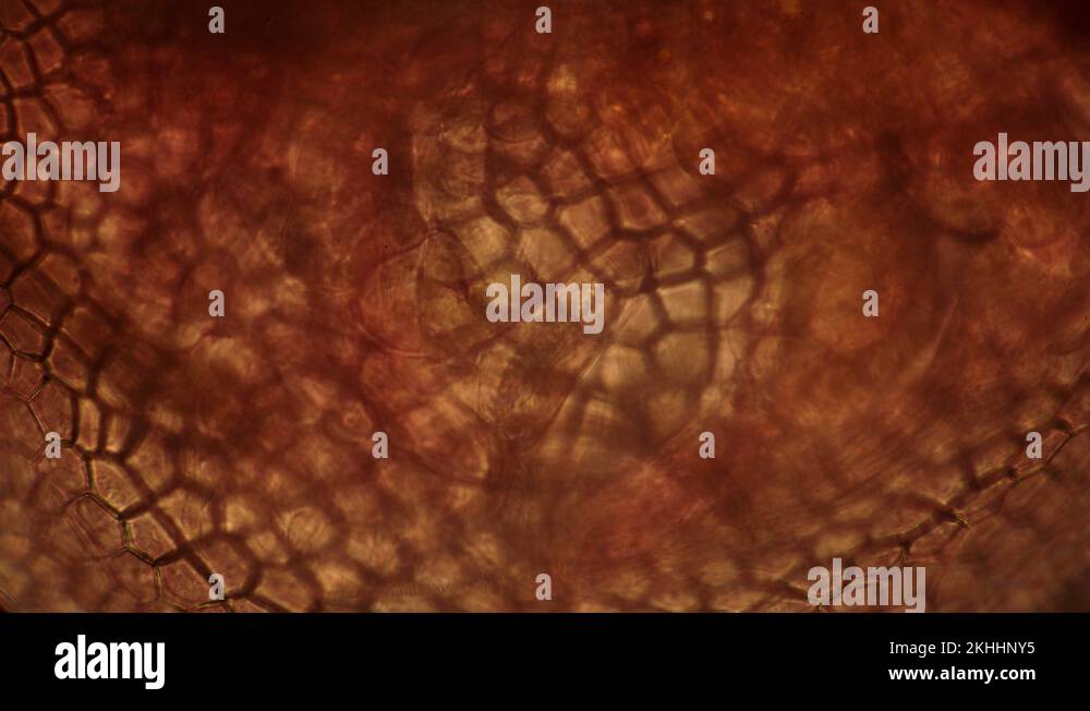 The internal organs of daphnia a close-up microscope Stock Video ...
