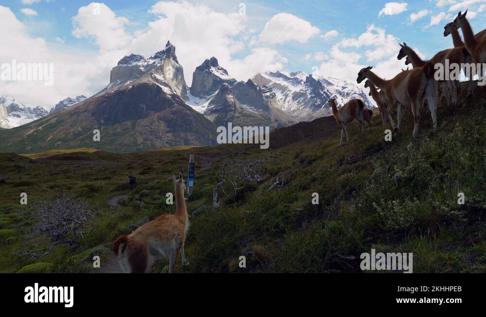 Herd of Guanacos in Torres Del Paine National Park, Patagonia, Chile ...