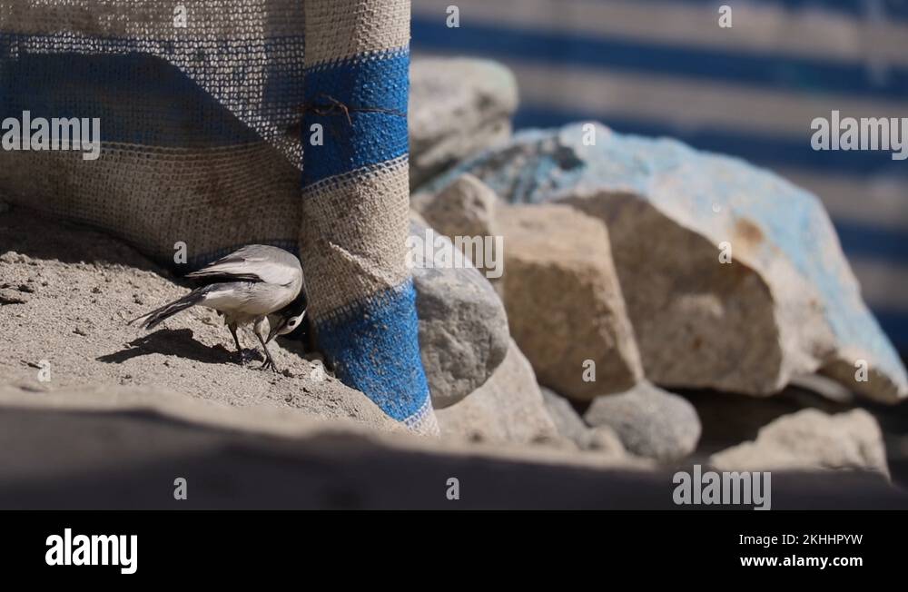 Birds of ladakh Stock Videos & Footage - HD and 4K Video Clips - Alamy