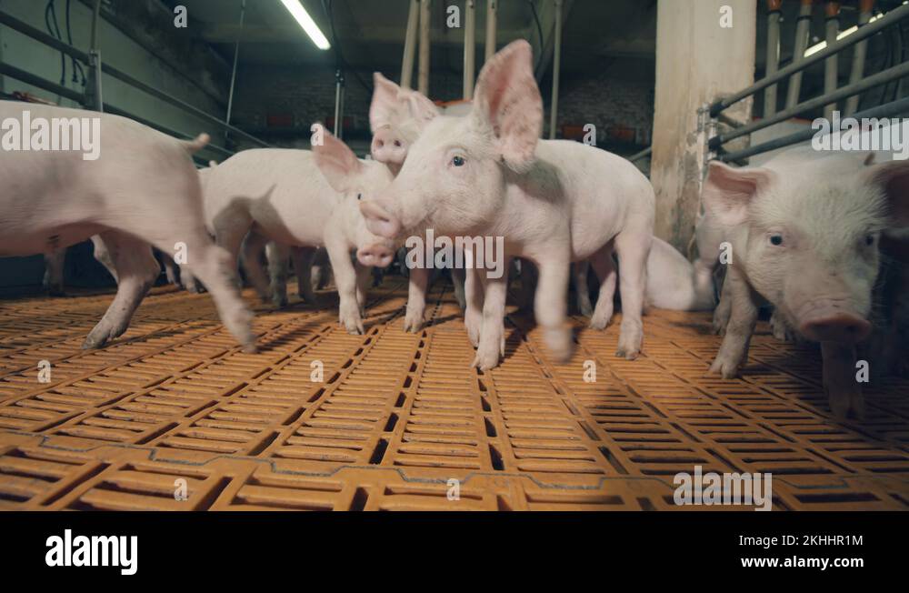 Hog raising Stock Videos & Footage - HD and 4K Video Clips - Alamy