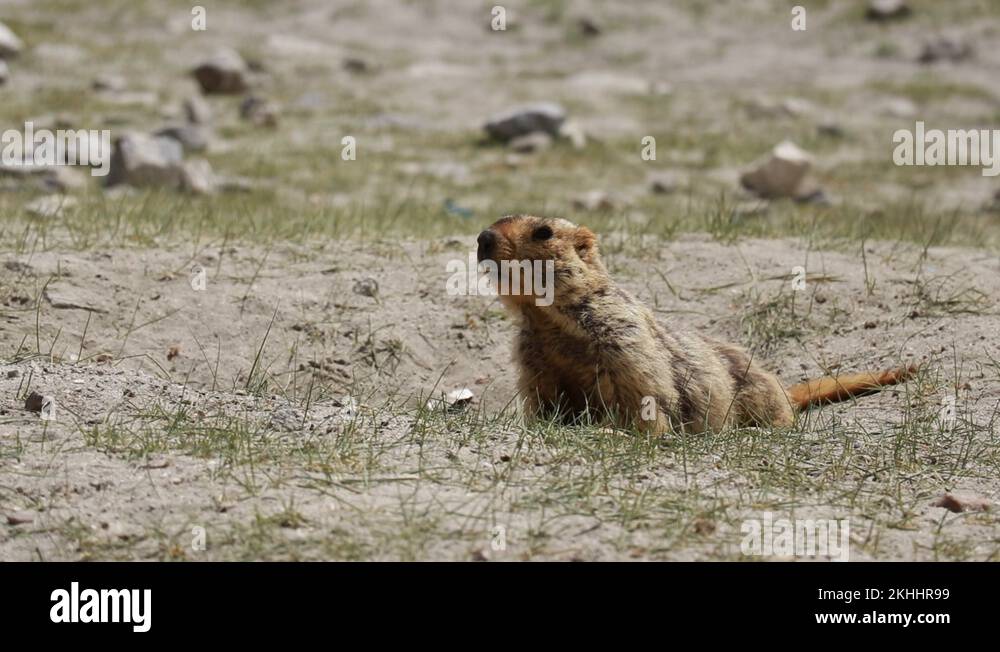 Himalayan wildlife Stock Videos & Footage - HD and 4K Video Clips - Alamy