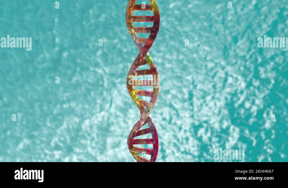 3D structural model of a DNA double helix. Isolated looped rotation of ...