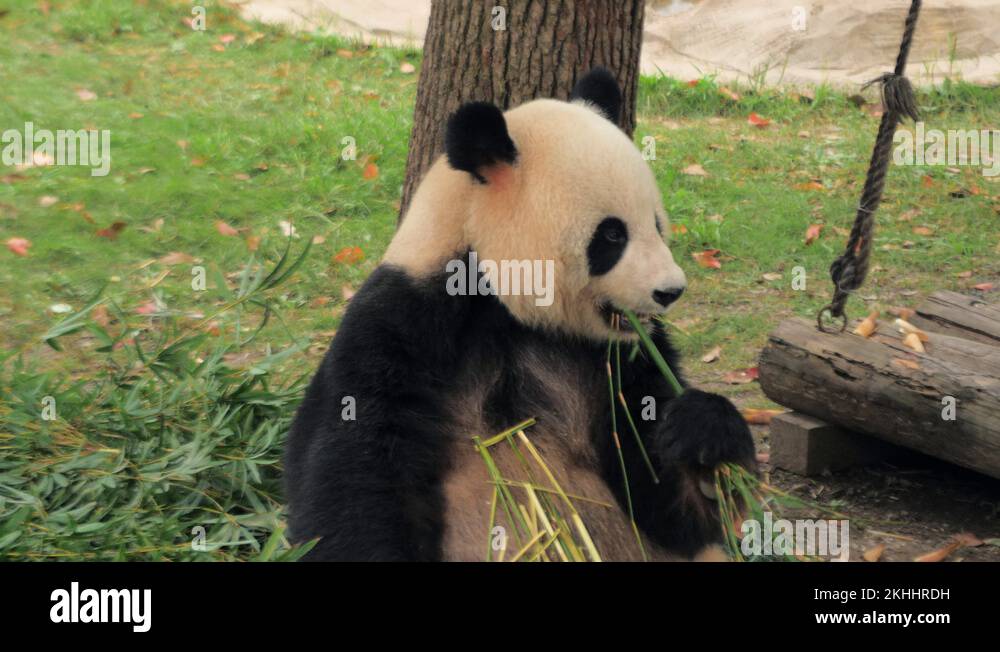 Rare Cute Giant Panda eating bamboo stems, Shanghai Zoo, China Stock ...