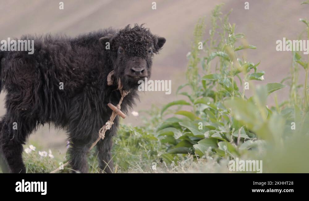 Mother yak and baby Stock Videos & Footage - HD and 4K Video Clips - Alamy