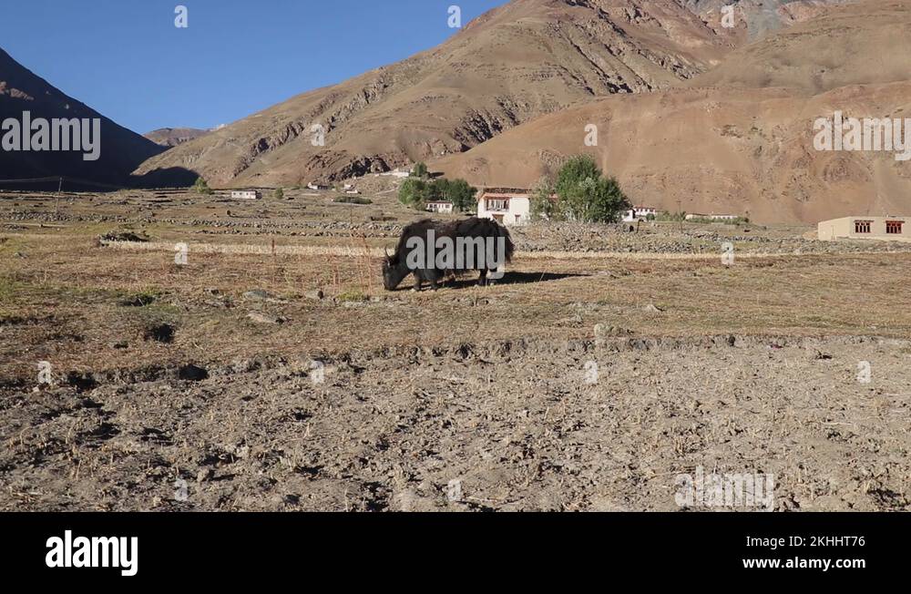 Yak in ladakh Stock Videos & Footage - HD and 4K Video Clips - Alamy