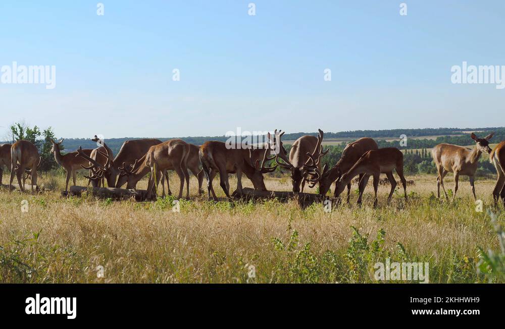 Feeding of wild animals Stock Videos & Footage - HD and 4K Video Clips ...