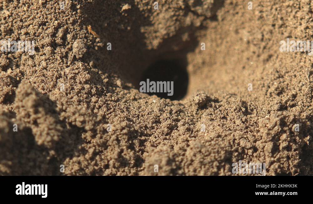 Young honey bee, hatching from an egg, peeps out of hole in ground ...