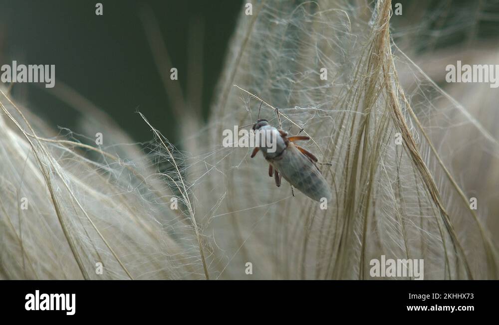 Family tabanidae horse flies Stock Videos & Footage - HD and 4K Video ...