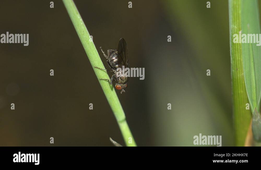 Diptera parasitoid Stock Videos & Footage - HD and 4K Video Clips - Alamy