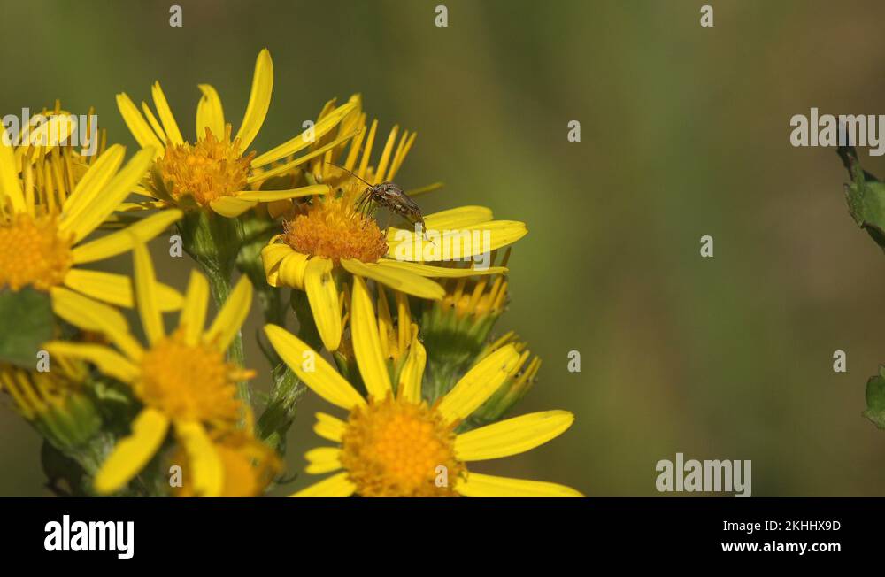 Bug with long proboscis Stock Videos & Footage - HD and 4K Video Clips ...