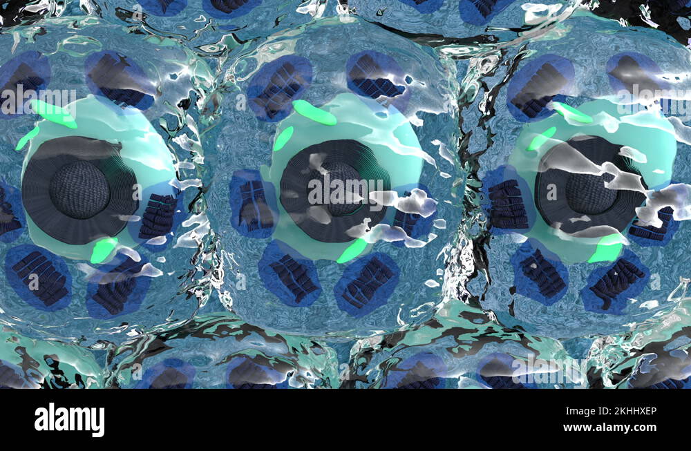 Looped 3D animation of plant cells in the zoom in. Microscopy of the ...