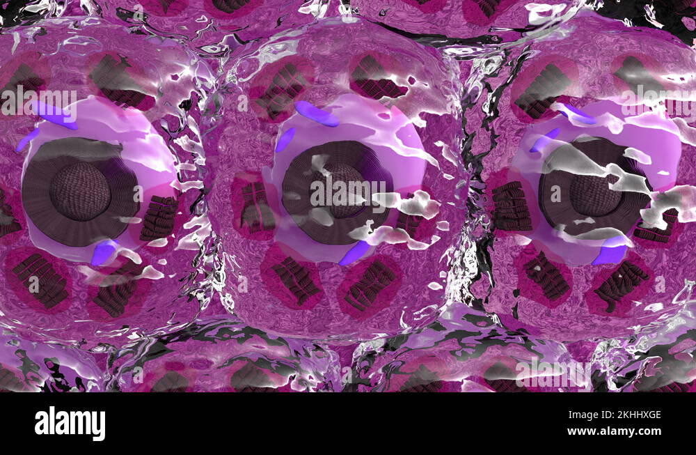 Looped 3D animation of plant cells in the zoom in. Microscopy of the ...